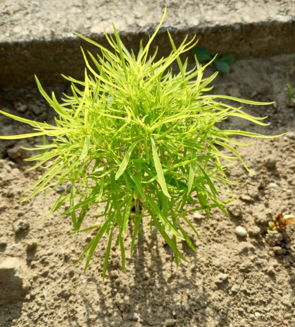 ZoomItでパソコン画面にサクッと書き込む！日本語の入力もできます！ - ひみつきち発信